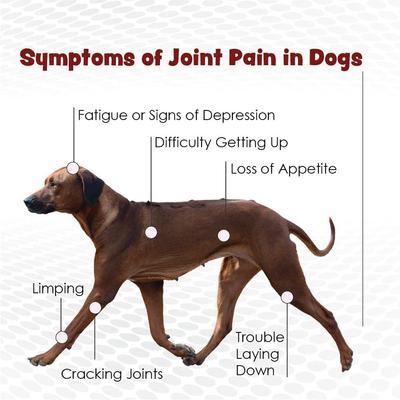 JOINT MAX Double Strength Chewable Tablets for Large Dogs, 250 count ...