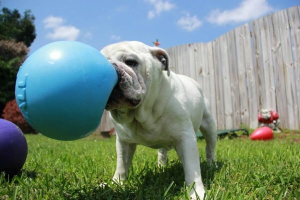 JOLLY PETS Bounce-n-Play Dog Toy, Blueberry, 8-in - Chewy.com