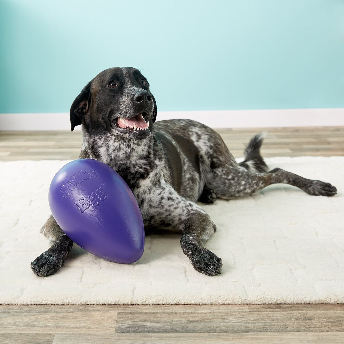 JOLLY PETS Jolly Egg Dog Toy, Purple, 12-in - Chewy.com