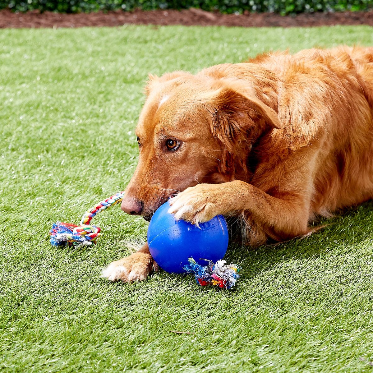 JOLLY PETS Romp-n-Roll Dog Toy, Blue, 4.5-in - Chewy.com