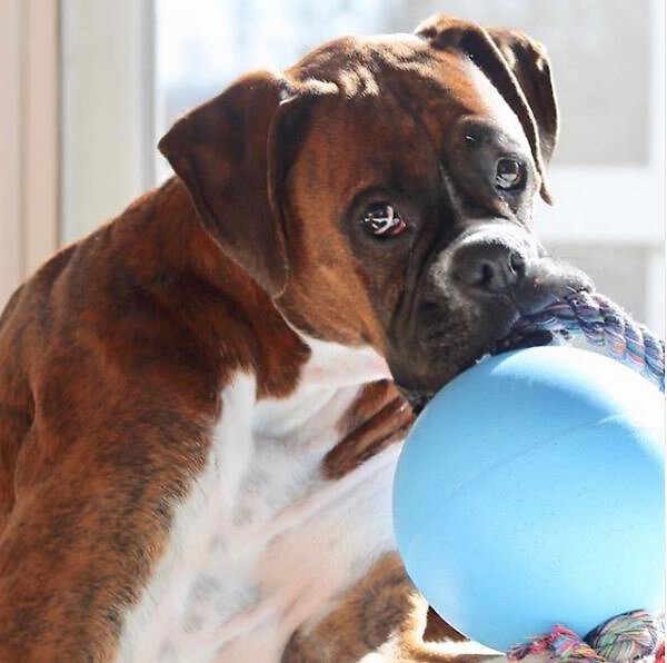 JOLLY PETS Romp-n-Roll Dog Toy, Blueberry, 8-in - Chewy.com