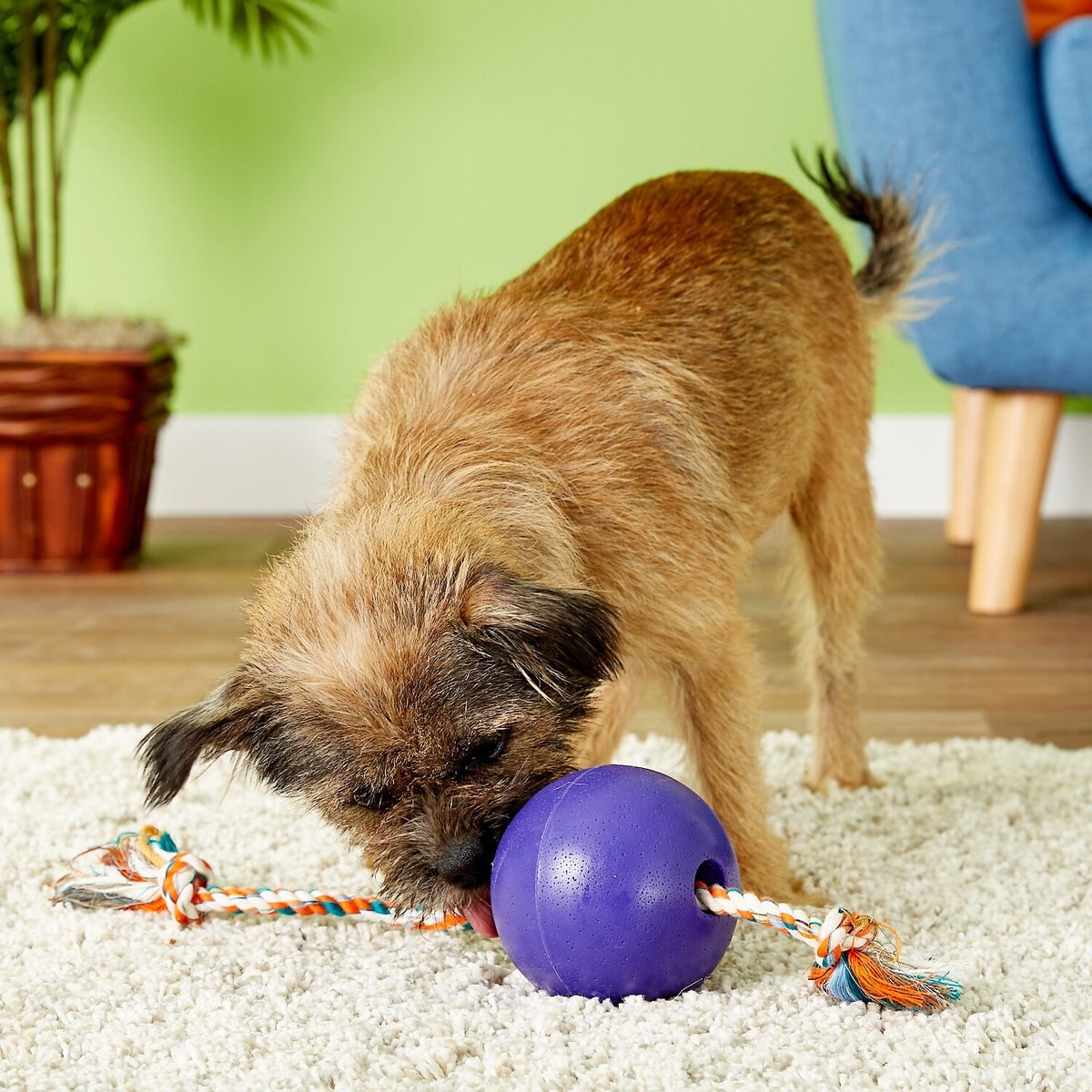 JOLLY PETS Romp-n-Roll Dog Toy, Purple, 4.5-in - Chewy.com