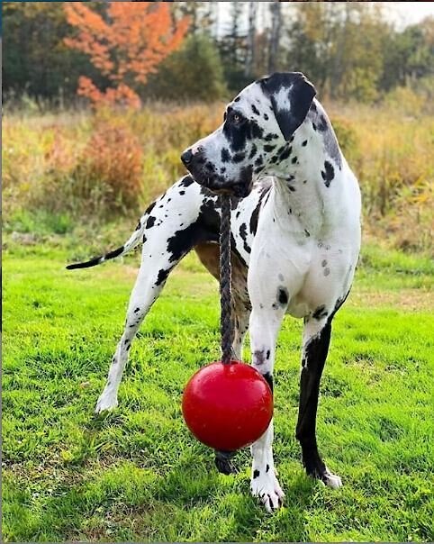 JOLLY PETS Romp-n-Roll Dog Toy, Red, 8-in - Chewy.com