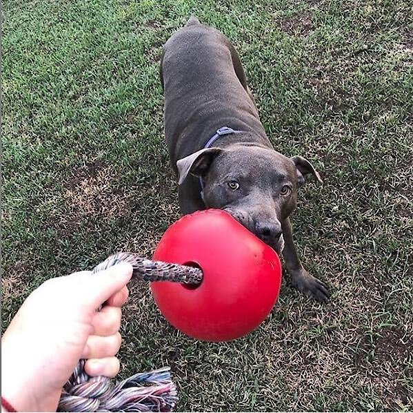 JOLLY PETS Romp-n-Roll Dog Toy, Red, 8-in - Chewy.com