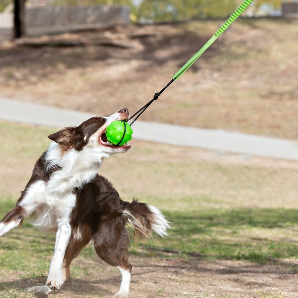 JOLLY PETS Tree Tugger Rope Tug Dog Toy - Chewy.com