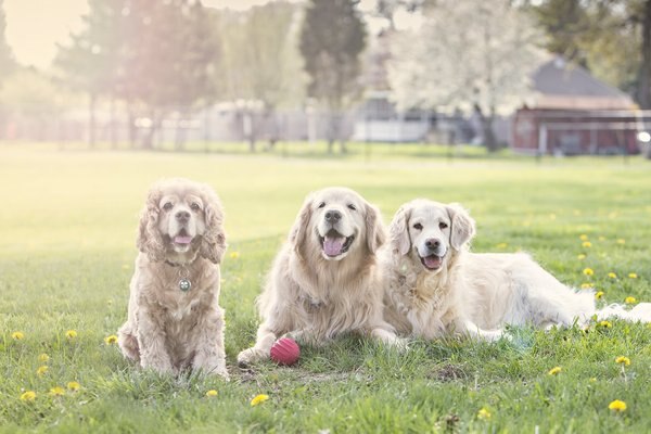 JOLLY PETS Tuff Tosser Dog Toy, 4-in - Chewy.com
