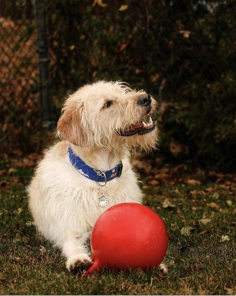 JOLLY PETS Tug-n-Toss Dog Toy, Red, 6-in - Chewy.com