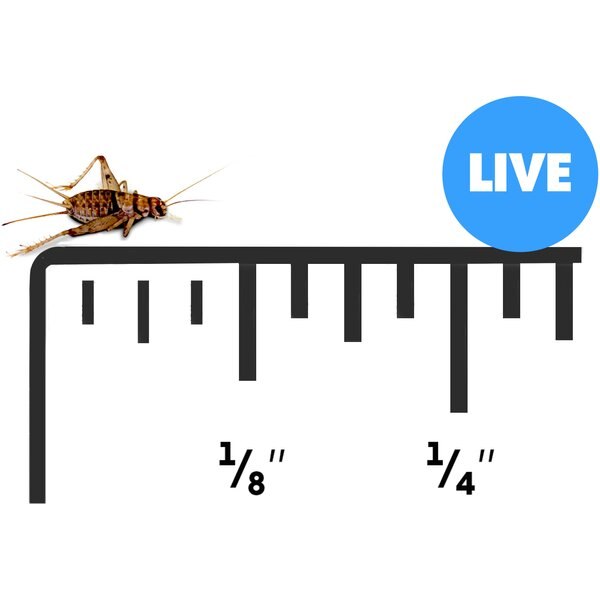 Out of Stock - JOSH'S FROGS Banded Crickets Live Feed Reptile Food ...