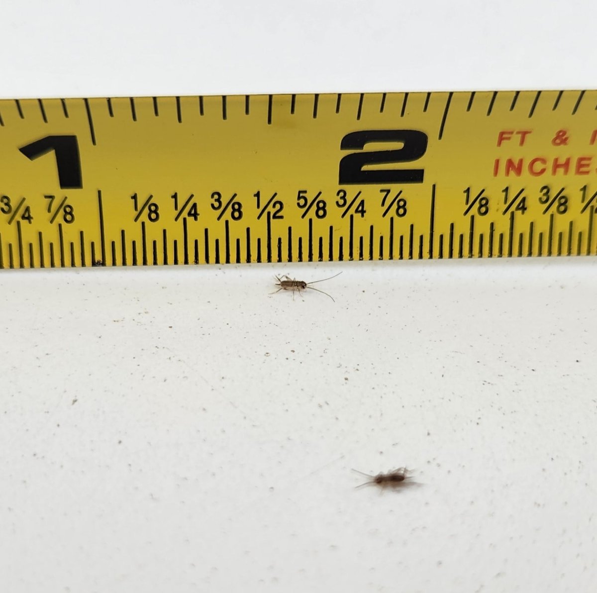 Out of Stock - JOSH'S FROGS Banded Crickets Live Feed Reptile Food ...