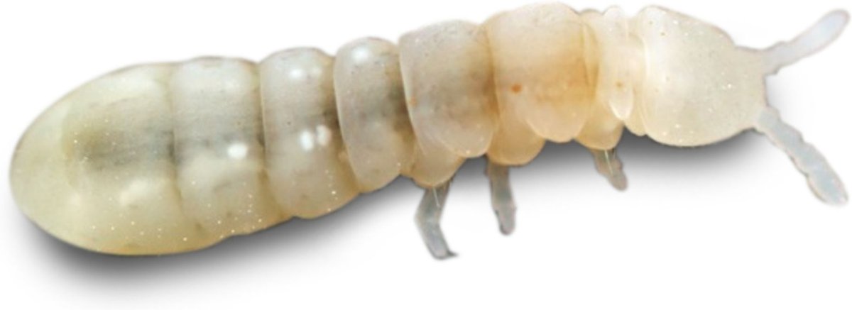 JOSH'S FROGS Bioactive Bundle Live Feed Reptile Food: Dwarf Tropical ...