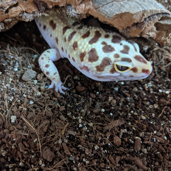 JOSH'S FROGS Dig-It Reptile Substrate, 10-qt bag - Chewy.com