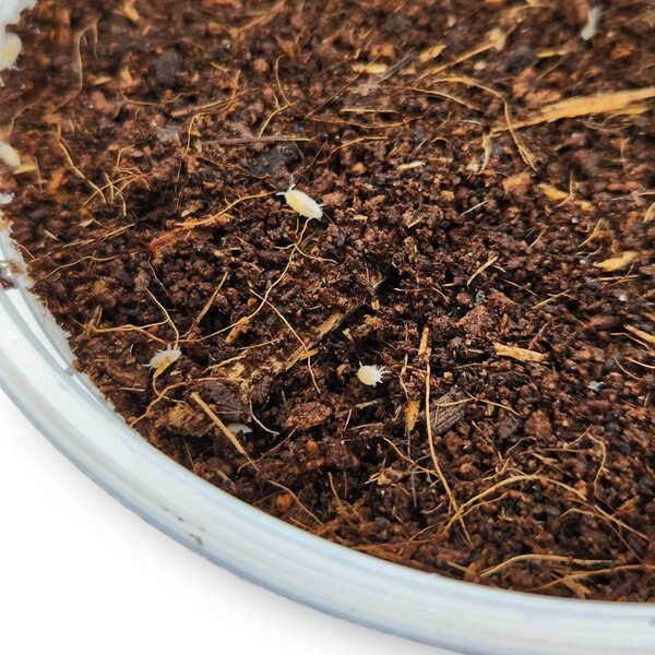 JOSH'S FROGS Dwarf Tropical White Isopods Live Feed Reptile Food, 100 ...