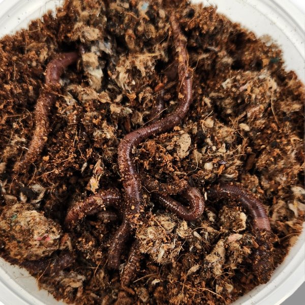 JOSH'S FROGS European Nightcrawlers Live Feed Reptile Food, 25 count ...