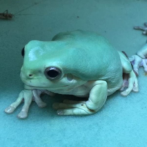 JOSH'S FROGS Frog Foam Terrarium Liner, 10 Gallon - Chewy.com