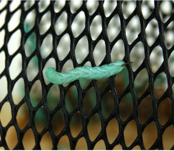 JOSH'S FROGS Leopard Gecko Feeder Bundle, Adult - Chewy.com