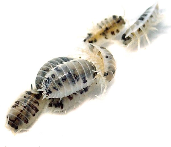 JOSH'S FROGS Porcellio Laevis 'Dairy Cow' Isopods Live Feed Reptile Food, 10 count - Chewy.com