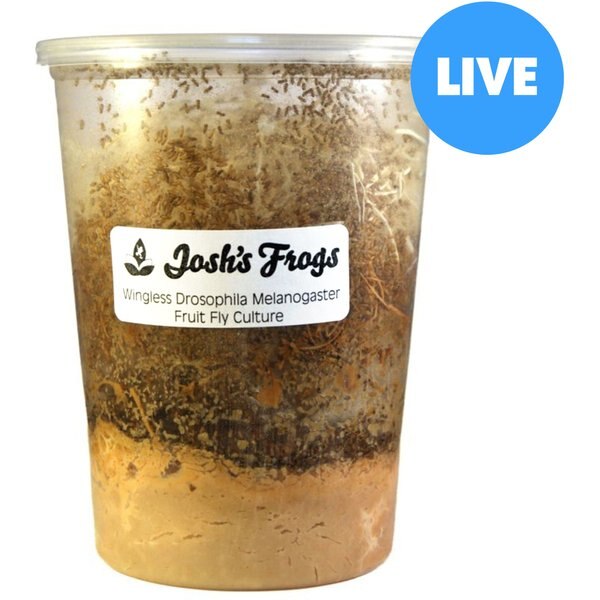 JOSH'S FROGS Producing Wingless Drosophila Melanogaster Fruit Fly ...