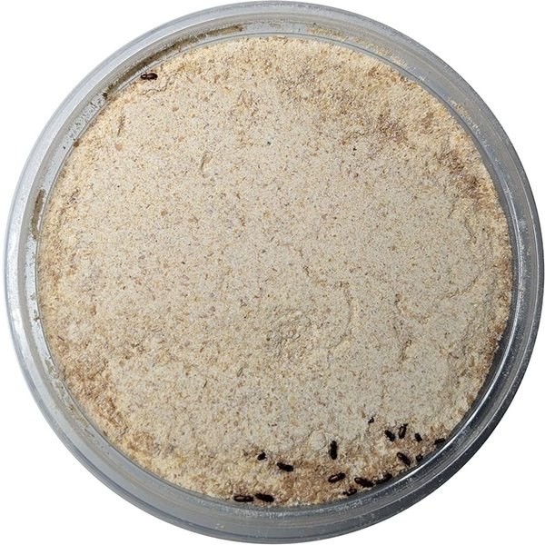 JOSH'S FROGS Rice Flour Beetle Culture Live Feed Reptile Food, 16-oz ...