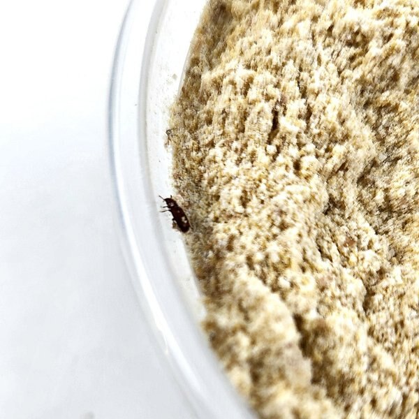 JOSH'S FROGS Rice Flour Beetle Culture Live Feed Reptile Food, 16-oz ...