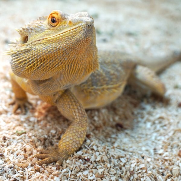 JOSH'S FROGS Sani-Chips Reptile Substrate, 10-qt bag - Chewy.com