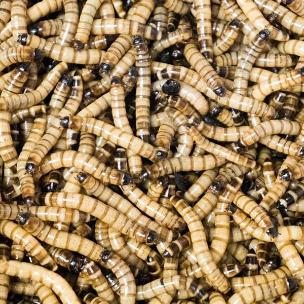 JOSH'S FROGS Superworms Live Feed Reptile Food, 300 count - Chewy.com