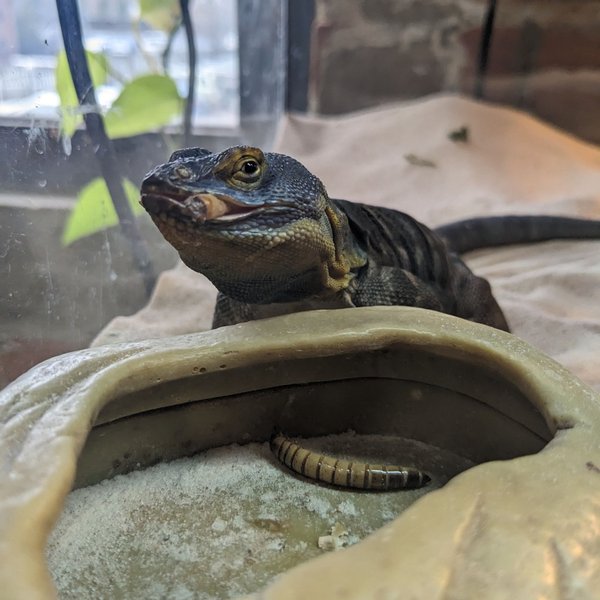 JOSH'S FROGS Superworms Live Feed Reptile Food, 300 count - Chewy.com