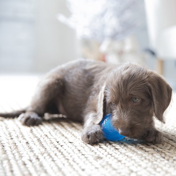 Out of Stock - JW PET Sloth Squeaky Ball Dog Toy, Small - Chewy.com