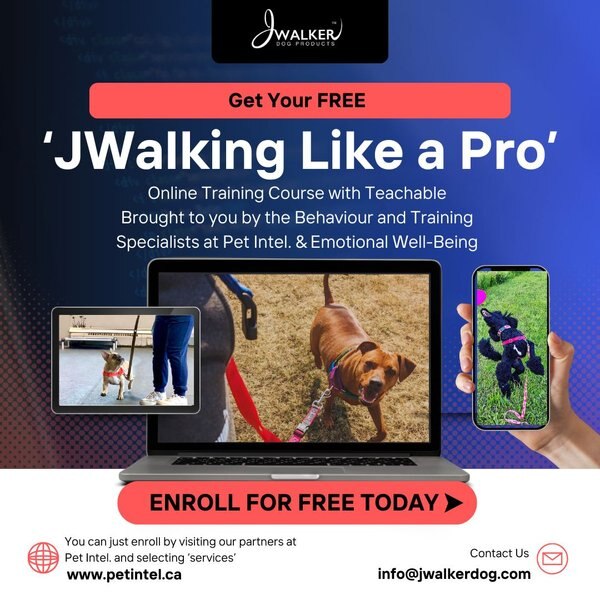 JWALKER DOG Harness, Black Bear, Medium/Large - Chewy.com