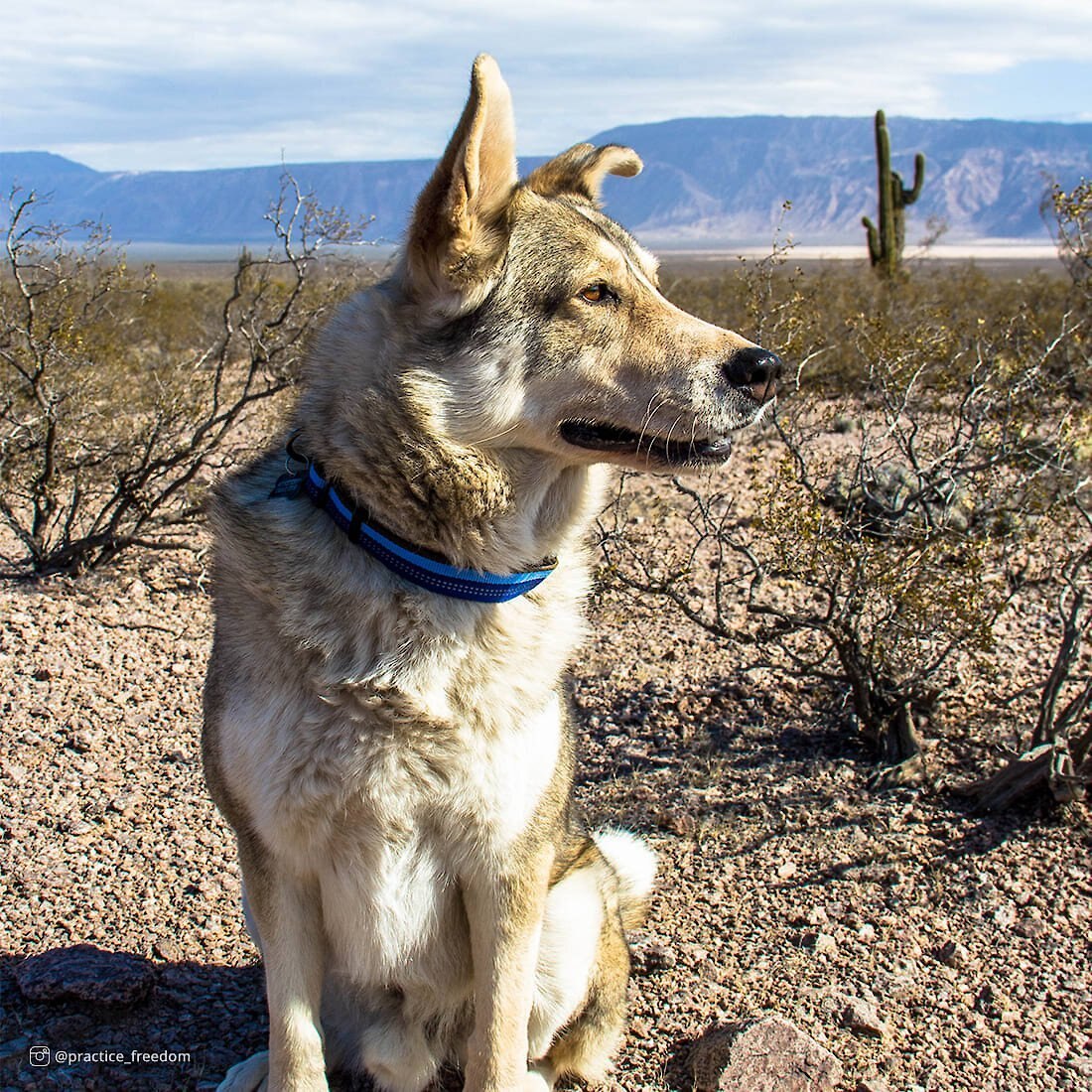 K9 Explorer Reflective Adjustable Dog Collar (Free Shipping) | Chewy