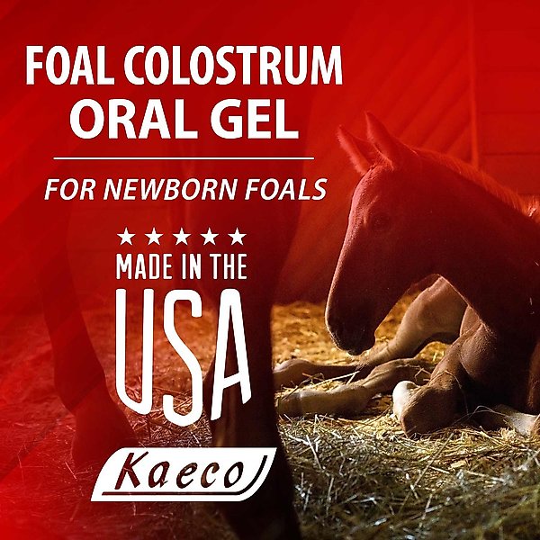 KAECO Foal Colostrum Oral Gel Horse Comprehensive Supplement, 30-ml tub ...