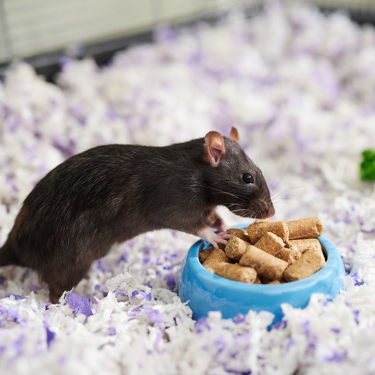 KALMBACH FEEDS 18% Rodent Diet Cubes Rats & Mice Food, 50-lbs bag ...