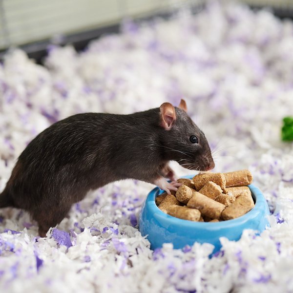 KALMBACH FEEDS 18% Rodent Diet Cubes Rats & Mice Food, 50-lbs bag ...