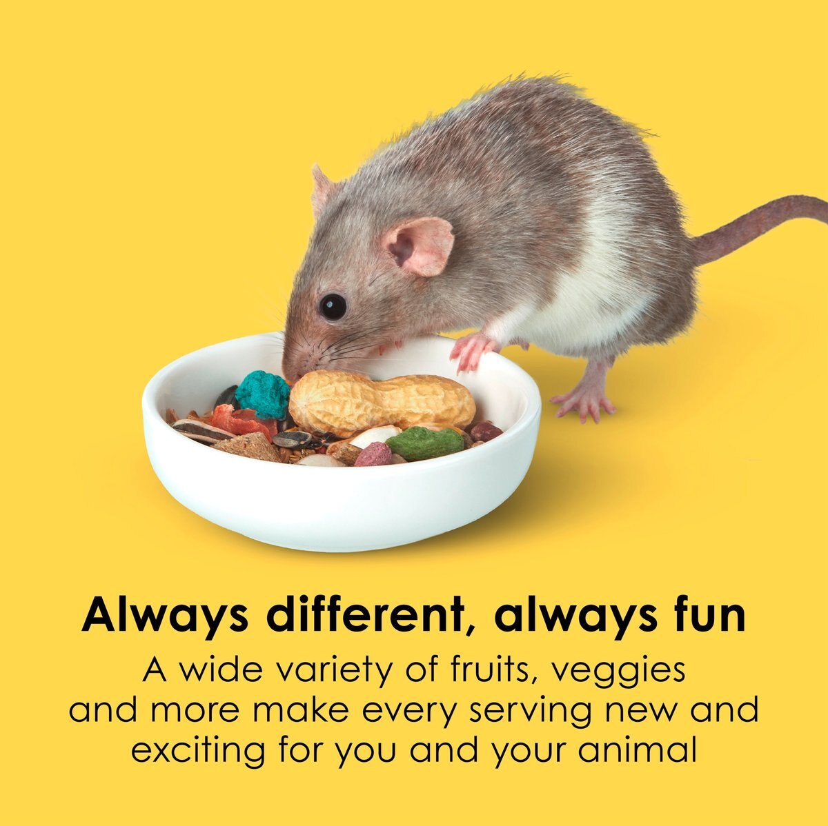 KAYTEE Fiesta Gourmet Variety Diet Mouse & Rat Food, 2-lb bag - Chewy.com