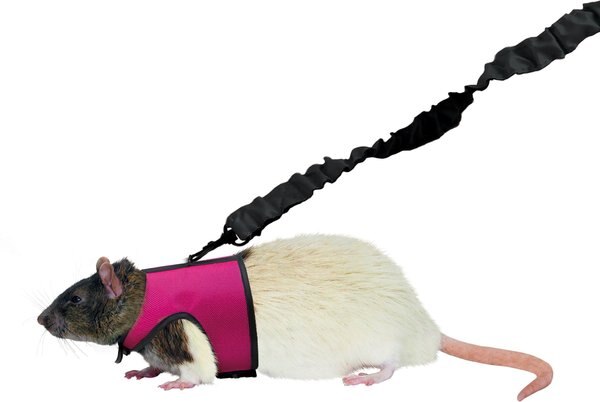 KAYTEE Small Animal Harness & Stretchy Leash, Small, Color Varies ...