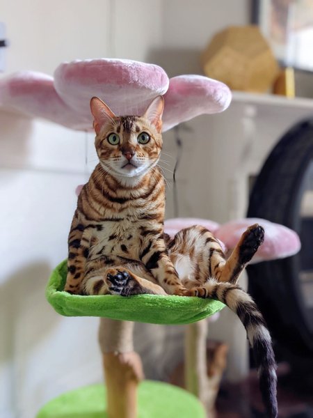 KBSPETS Floral 45-in Sisal Cat Tree, Cherry Blossom - Chewy.com