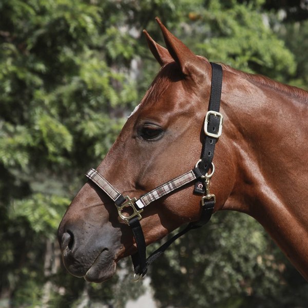STUBBEN Reflective Horse Stable Halter, Blue, Cob - Chewy.com