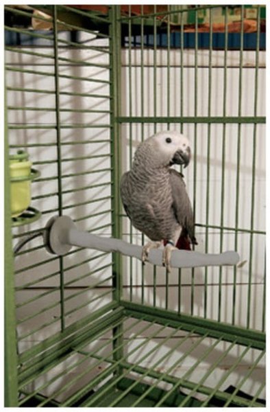 Discontinued - K&H PET PRODUCTS Thermo-Perch Heated Bird Perch Gray ...