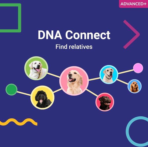 KOKO GENETICS Advanced PLUS Dog DNA Test - Chewy.com