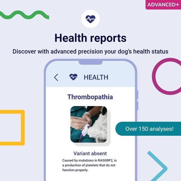 KOKO GENETICS Advanced PLUS Dog DNA Test - Chewy.com