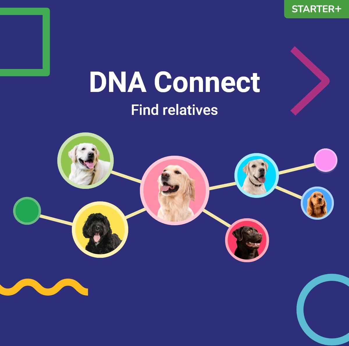 KOKO GENETICS Starter PLUS Dog DNA Test - Chewy.com