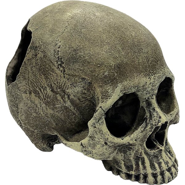 KOMODO Half Human Skull, Medium - Chewy.com