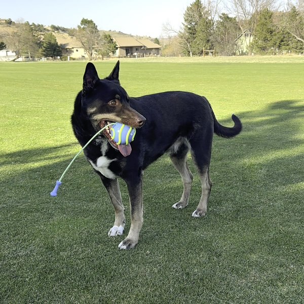 KONG Bunji High-Viz Ball Dog Toy, Assorted, Large - Chewy.com