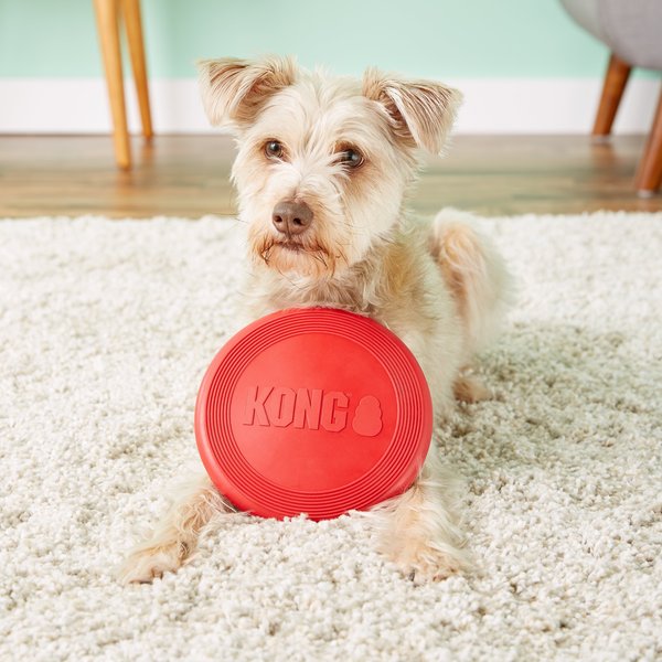 KONG Classic Flyer Dog Toy, Small - Chewy.com