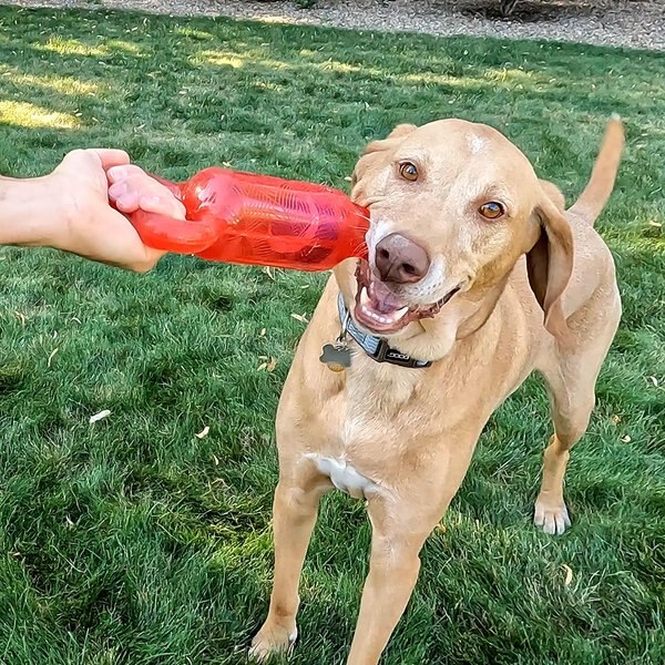 KONG Jumbler Tug Dog toy, Assorted, Small & Medium - Chewy.com