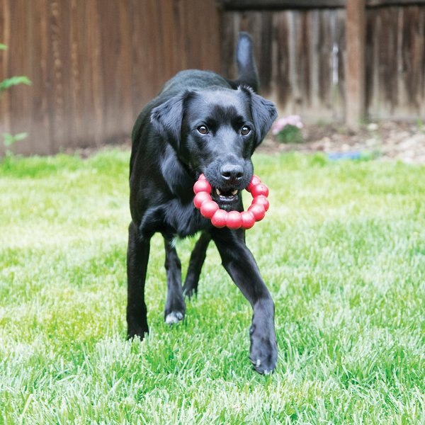 KONG Ring Dog Toy, X-Large - Chewy.com