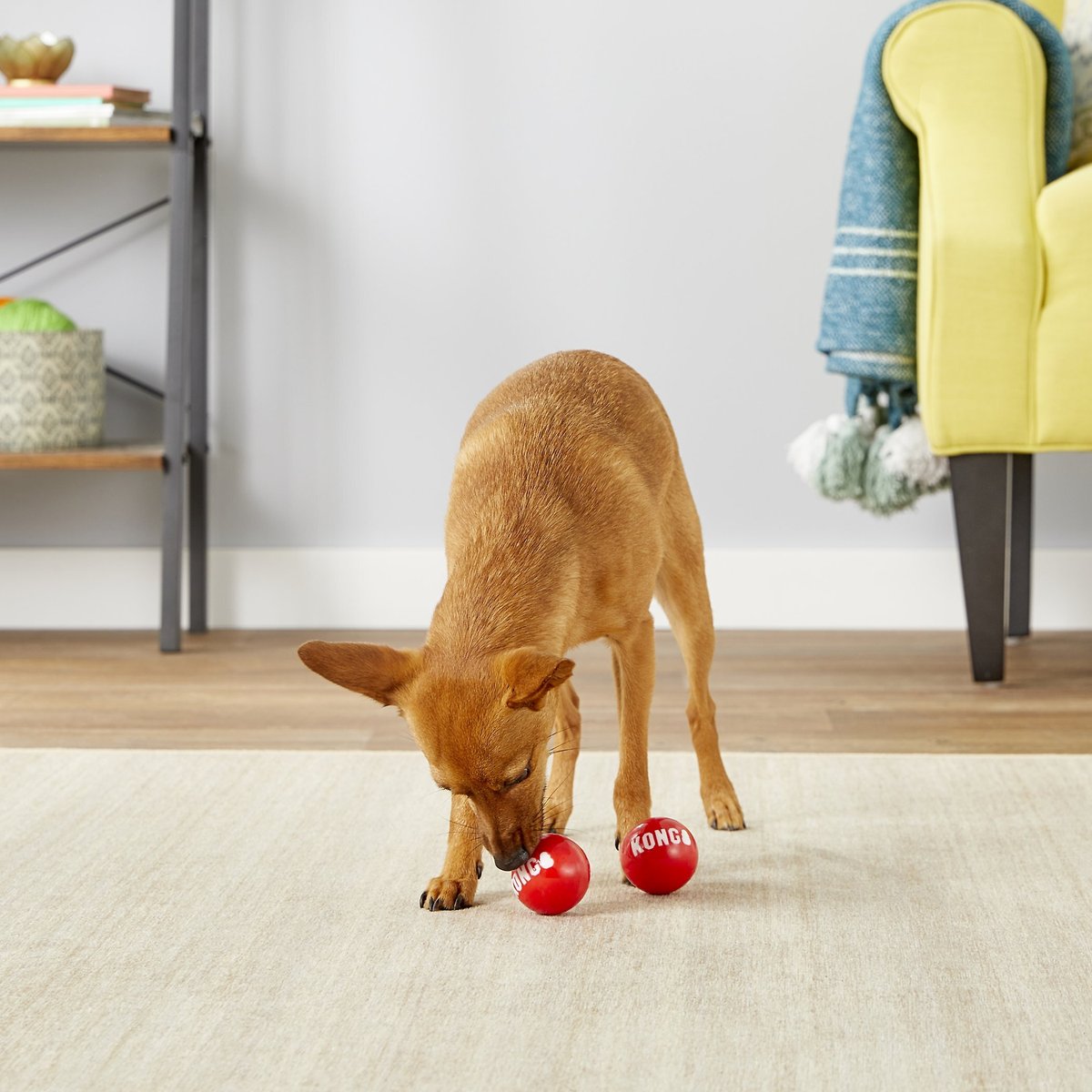 KONG Signature Balls Dog Toy, 2-pack, Red, Small - Chewy.com