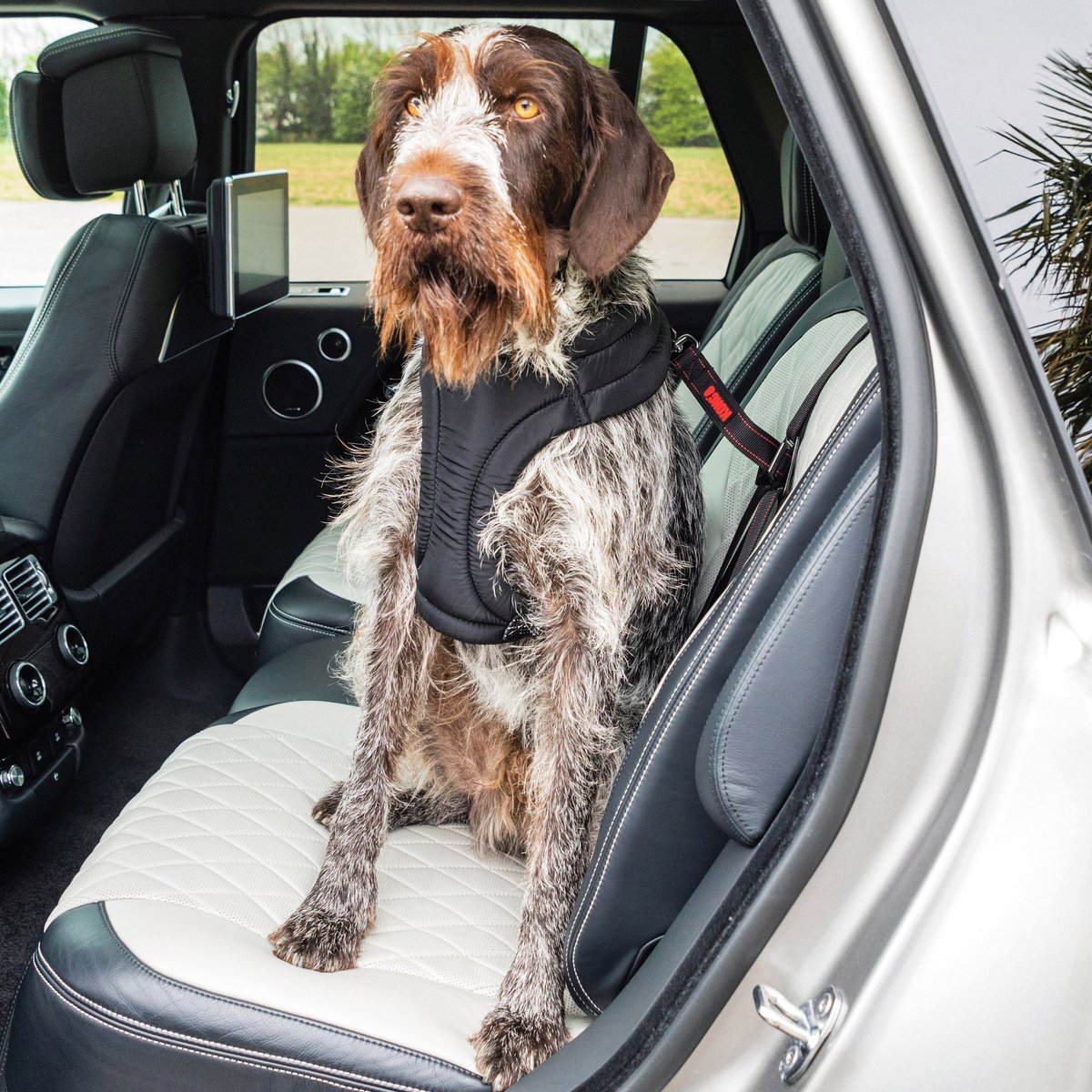 KONG Ultimate Safety Tether Dog Seat Belt - Chewy.com