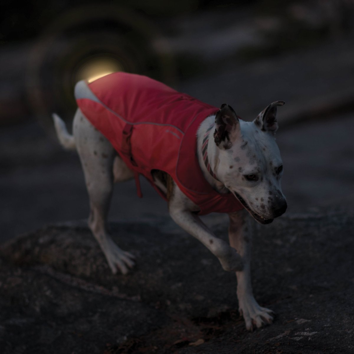 KURGO North Country Dog Coat, Red, Large - Chewy.com