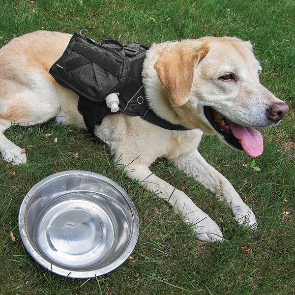 KURGO RSG Dog Hydration Flask, Black, 12-oz - Chewy.com