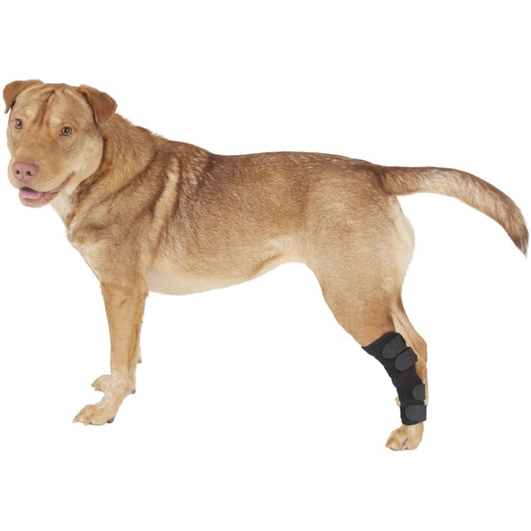AGON Front Leg Brace & Wound Protection Paw Compression & Wrap for Dogs ...